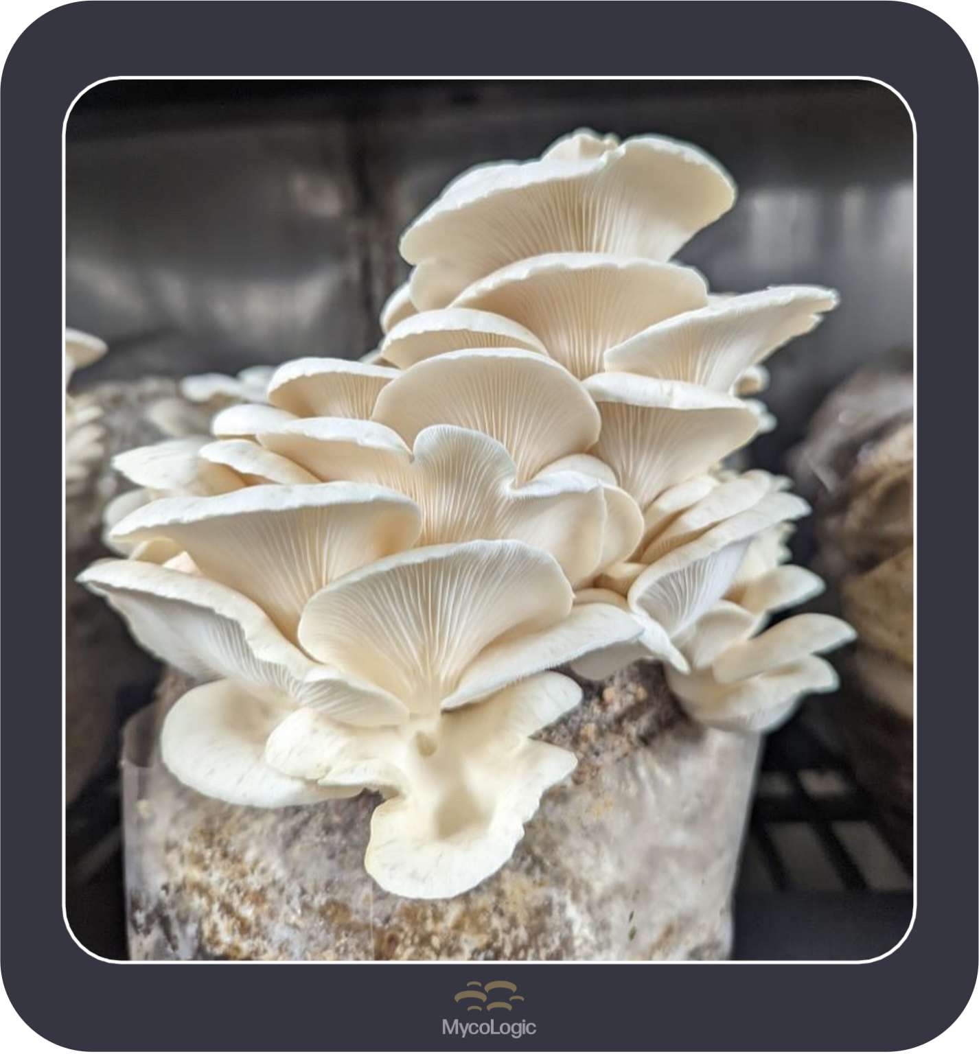 The Mushroom Life Cycle Explained - MycoLogic