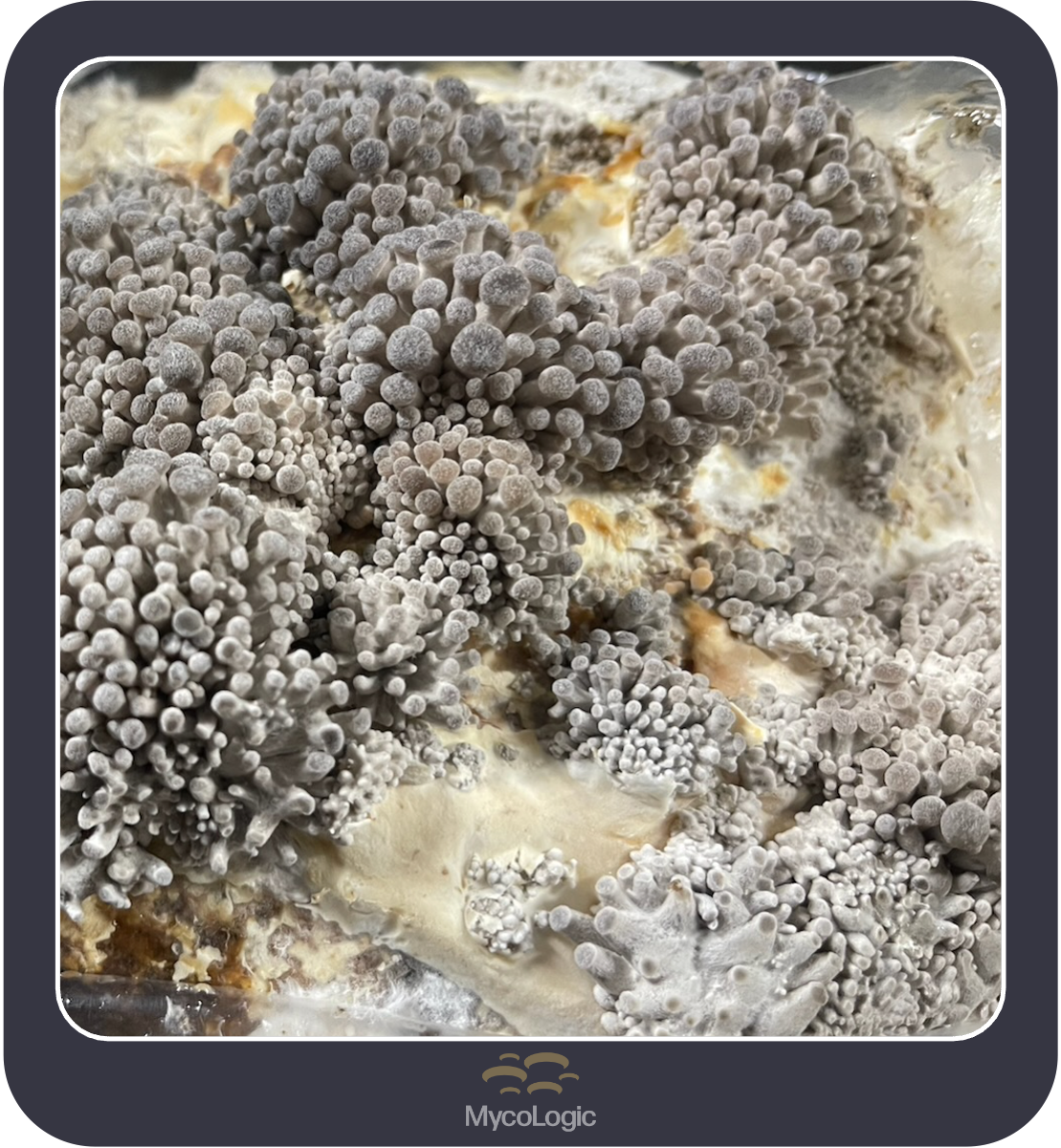 The Mushroom Life Cycle Explained - MycoLogic