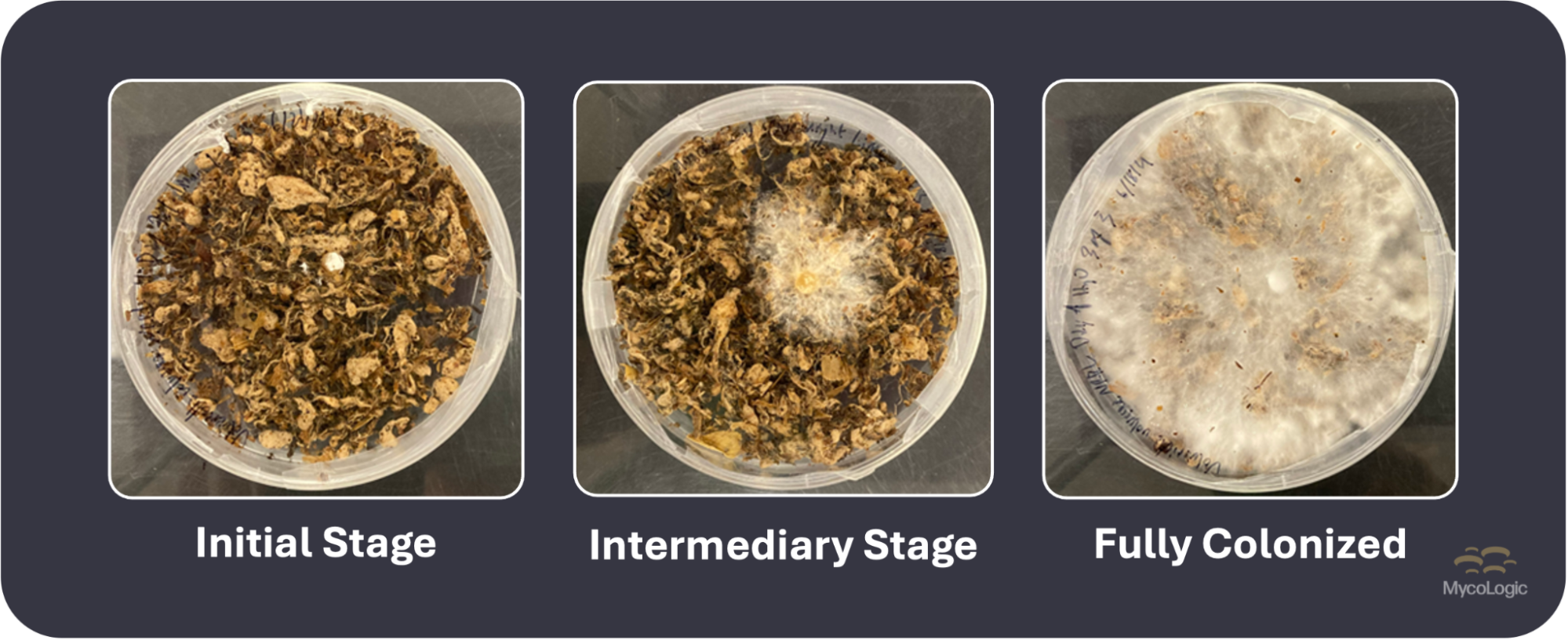 The Mushroom Life Cycle Explained - MycoLogic